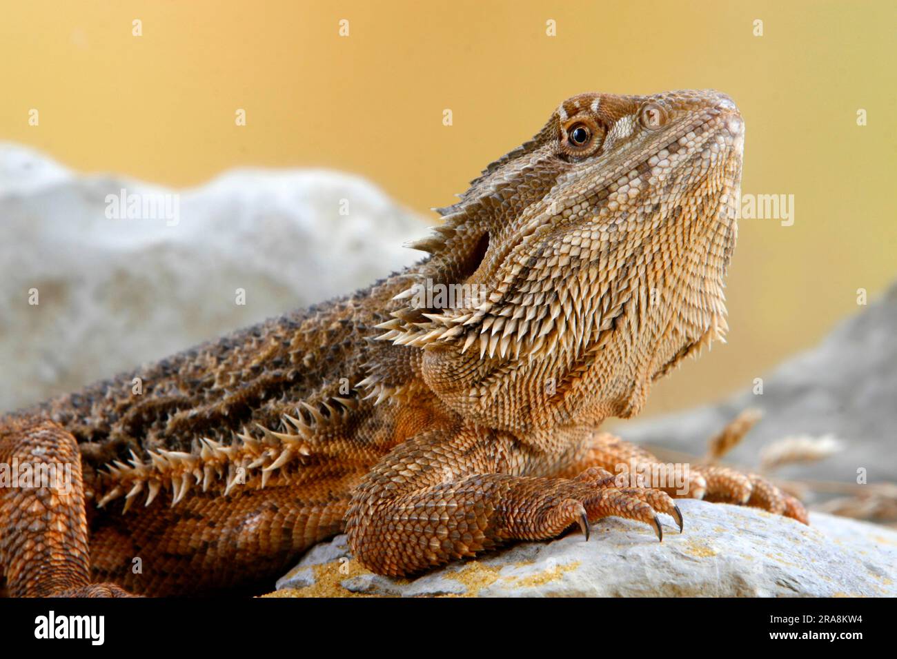 Central bearded dragon (Pogona vitticeps), agamids Stock Photo - Alamy