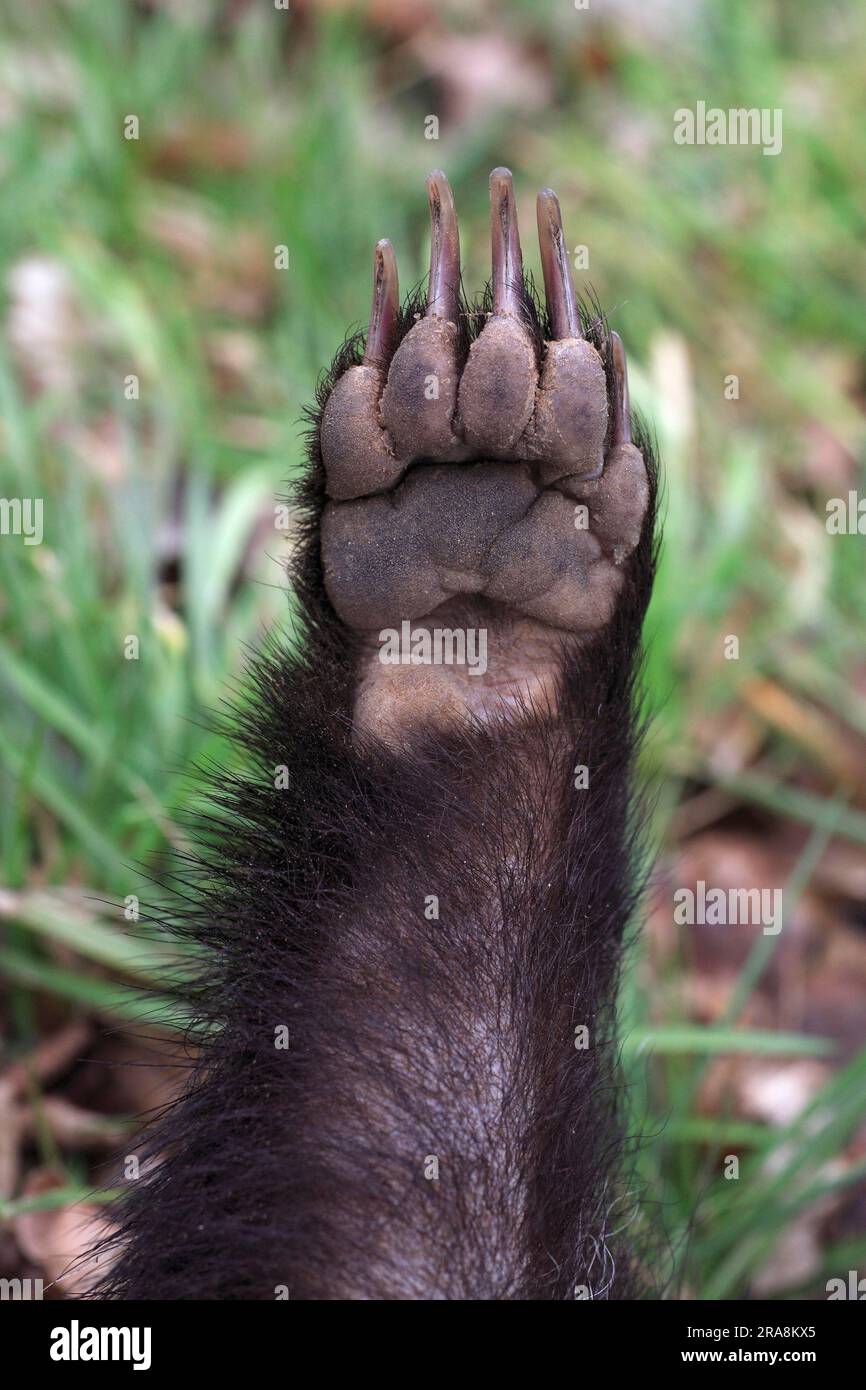 Badger, paw, Lower Saxony, Germany (Meles meles Stock Photo - Alamy