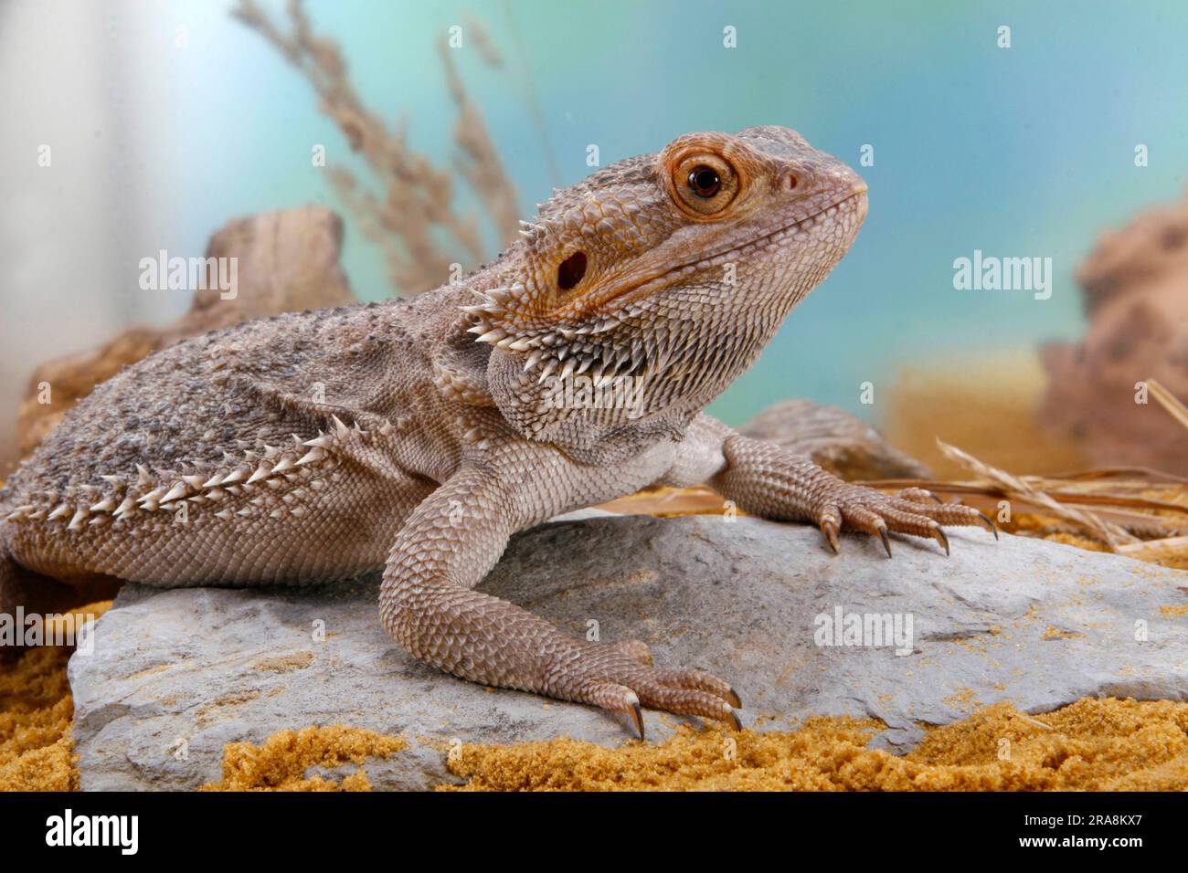 Australian central bearded dragon hi-res stock photography and images ...