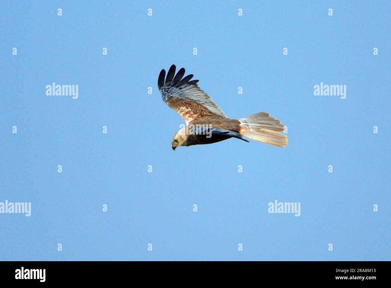 Western marsh harrier (Circus aeruginosus), male, Texel, releasable ...