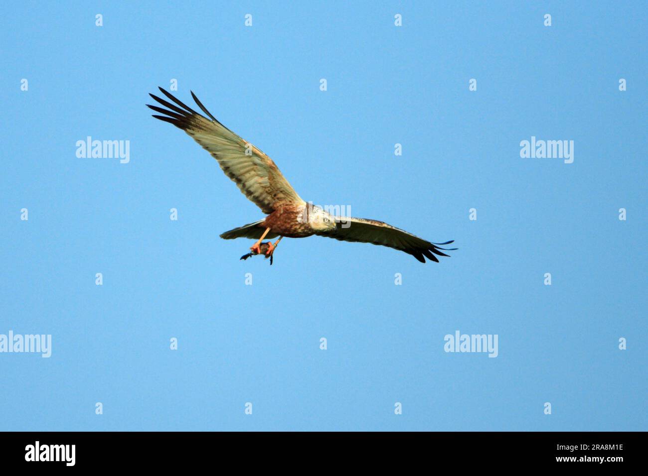Western marsh harrier (Circus aeruginosus), male with prey, Texel ...