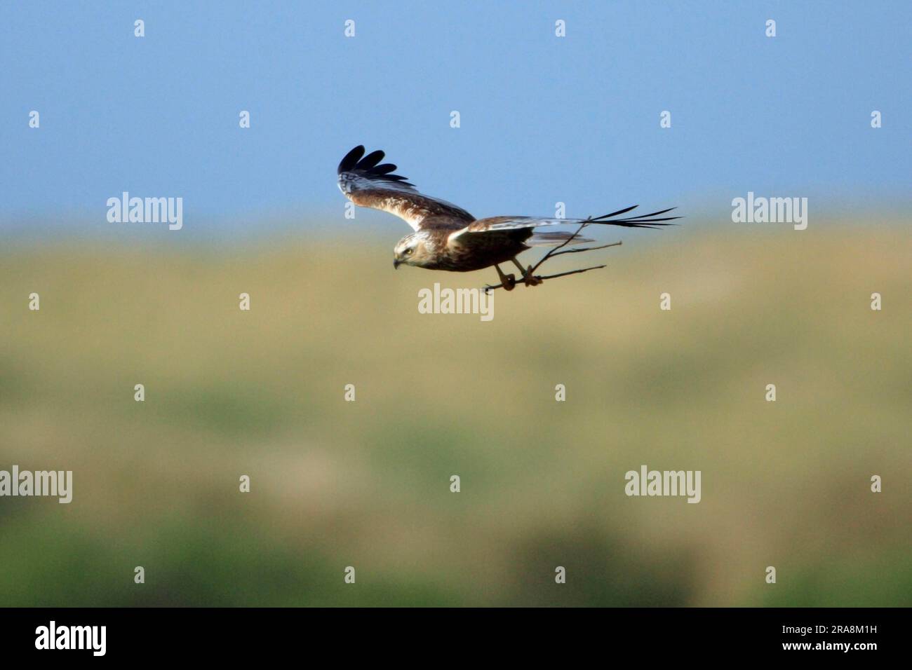 Western marsh harrier (Circus aeruginosus), male, with nesting material ...
