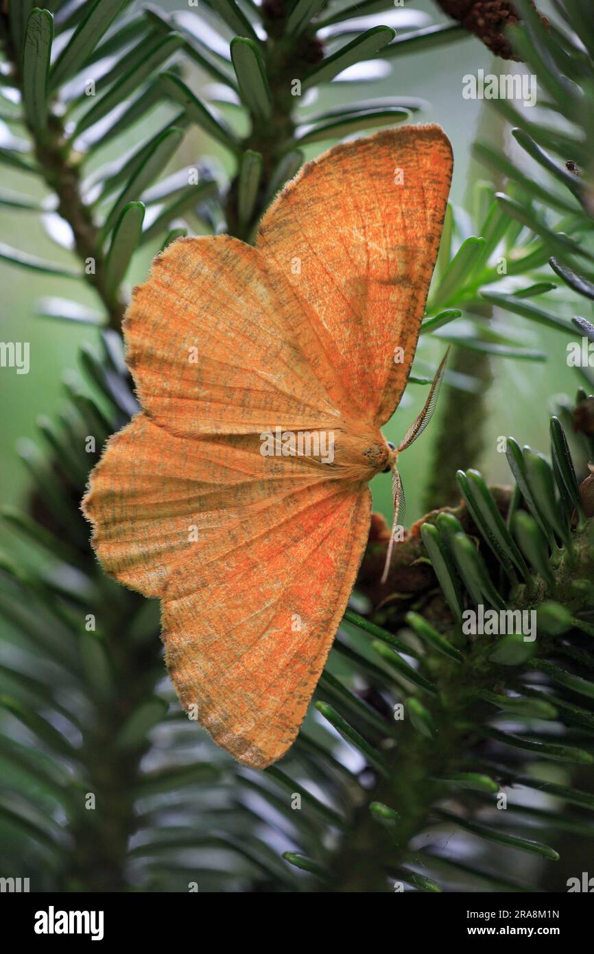 Angerona prunaria hi-res stock photography and images - Alamy