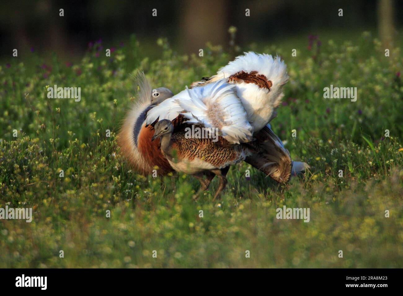 Great bustards (Otis tarda), pair, Portugal Stock Photo - Alamy