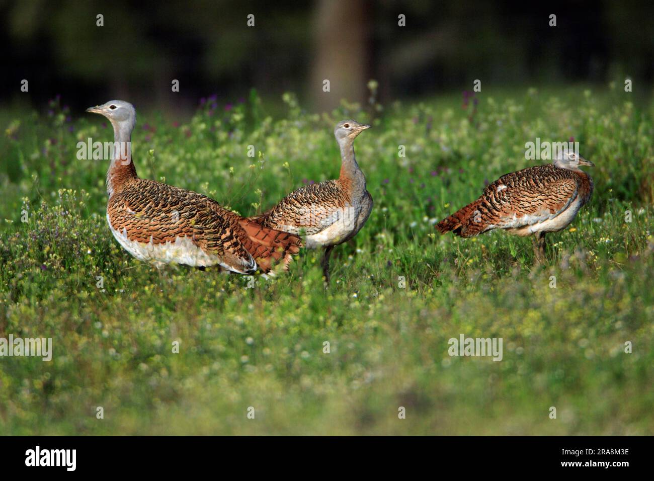 Great bustards (Otis tarda), Portugal Stock Photo - Alamy