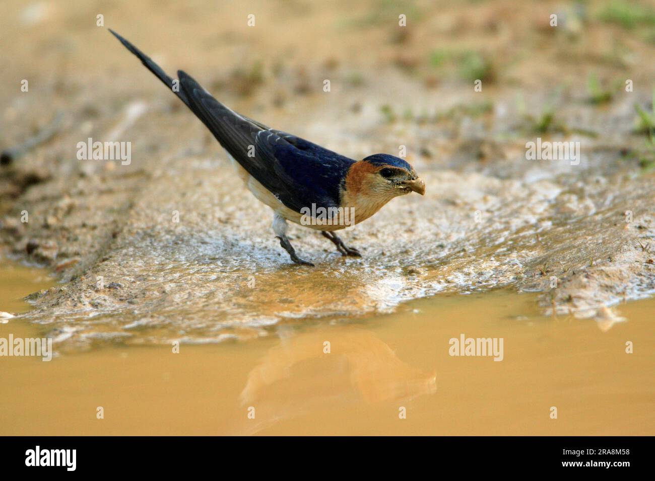 Red rumped swallow collecting nesting material, Red-rumped (Hirundo ...