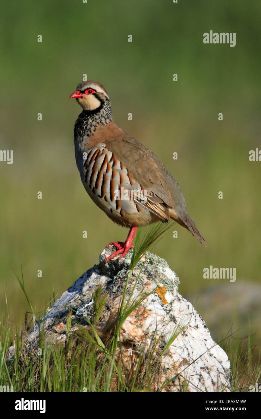 Red-legged Red legged Partridge (Alectoris rufa), Portugal Stock Photo ...