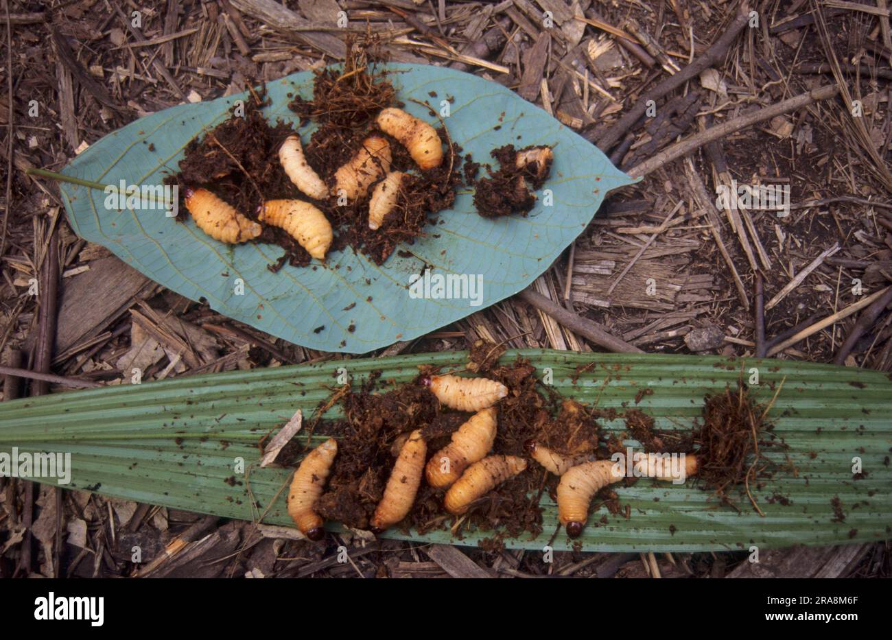 Sago larvae, traditional food of the Korowai, West Papua, West New ...