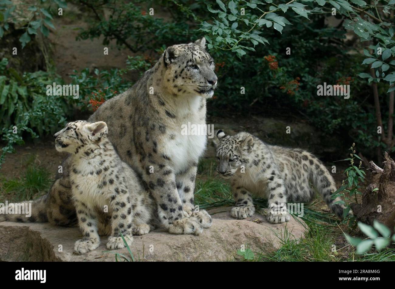 Baby snow leopard hi-res stock photography and images - Alamy
