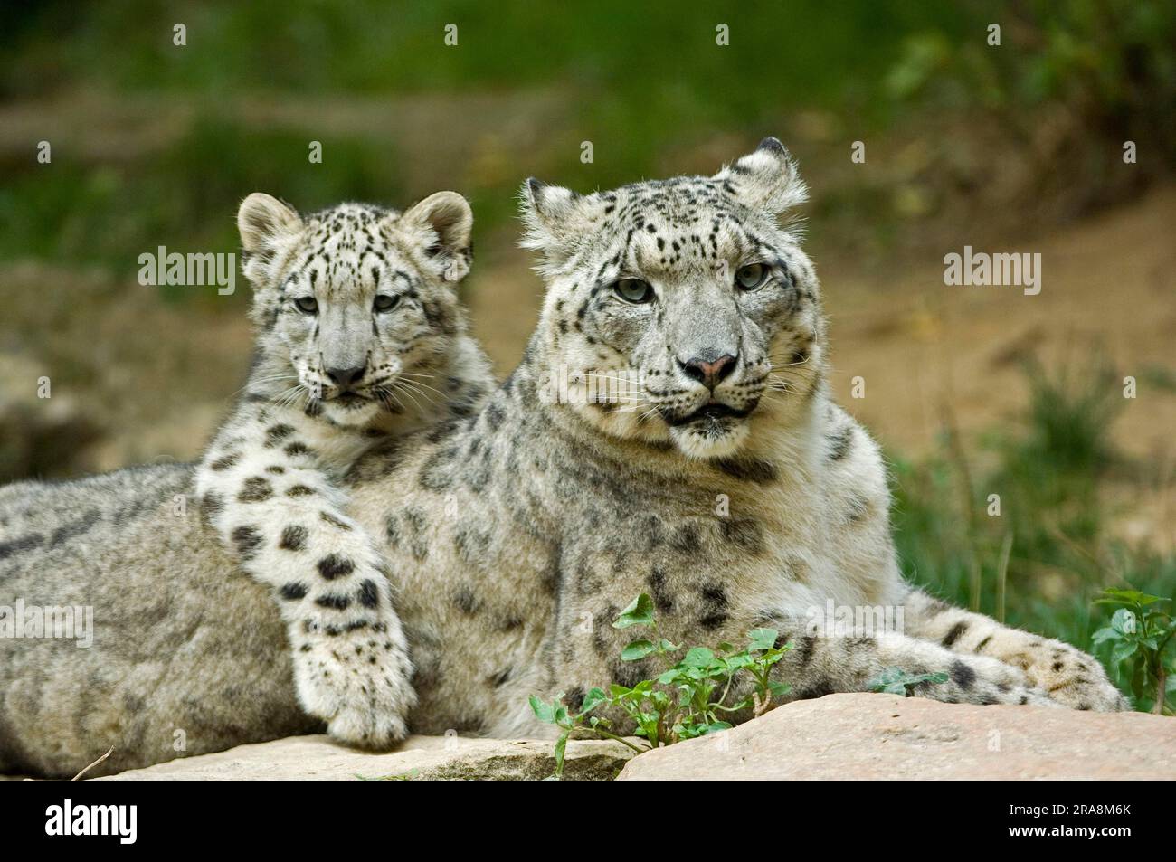 Snow leopard, female with young (Panthera unica) (Unica unica Stock ...