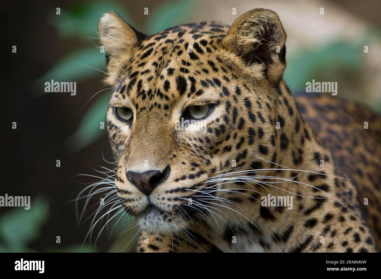 Sri Lanka Leopard, female (Panthera pardus kotiya Stock Photo - Alamy