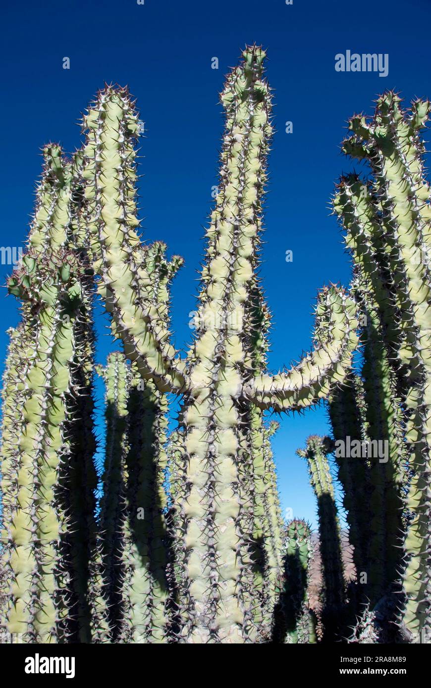 Gifboom (Euphorbia virosa), Namibia Stock Photo - Alamy