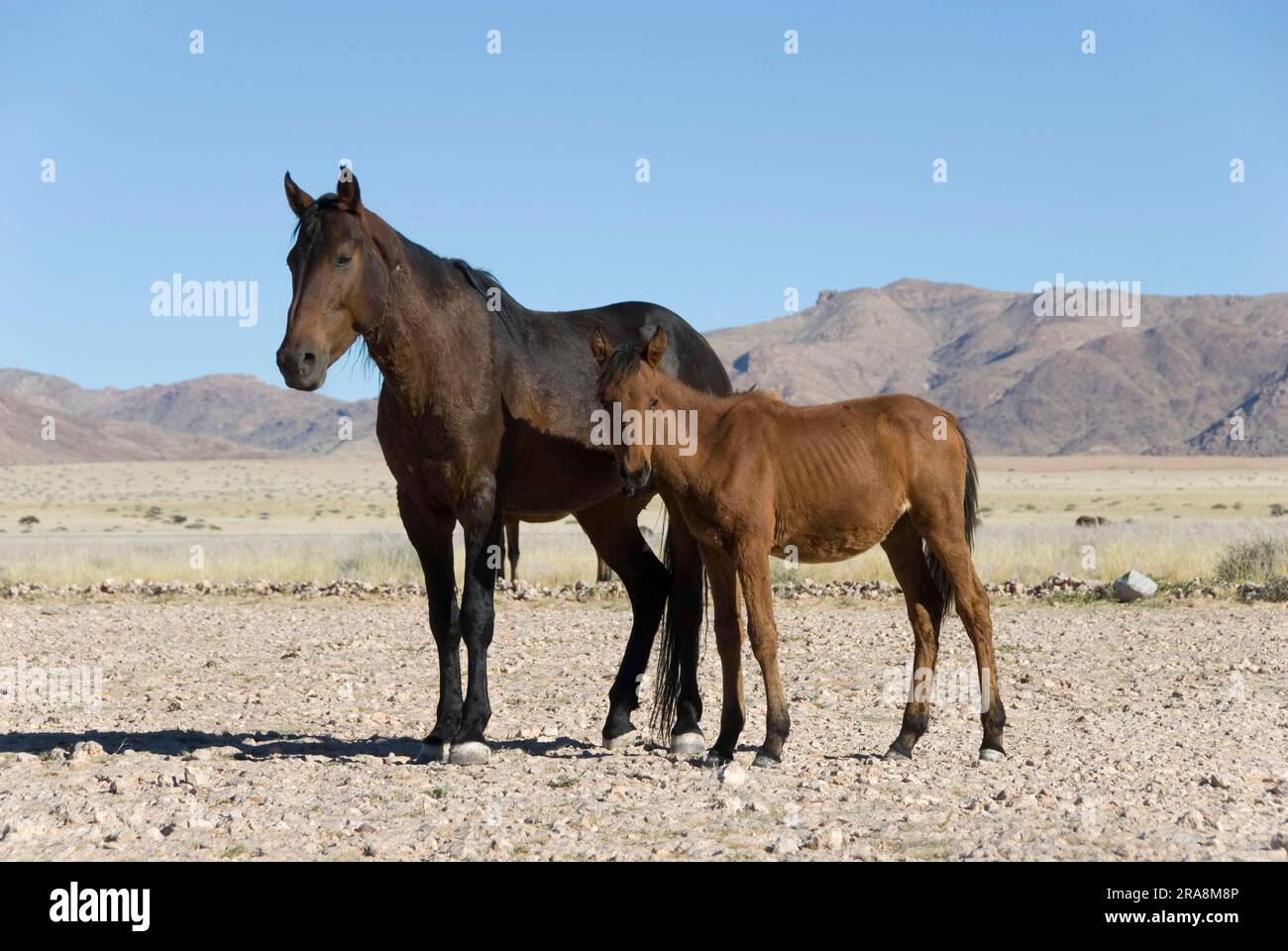 Wild horses, mare with foal, Garup, Namibia, desert horse Stock Photo ...