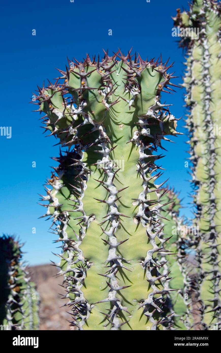 Gifboom (Euphorbia virosa), Namibia Stock Photo - Alamy