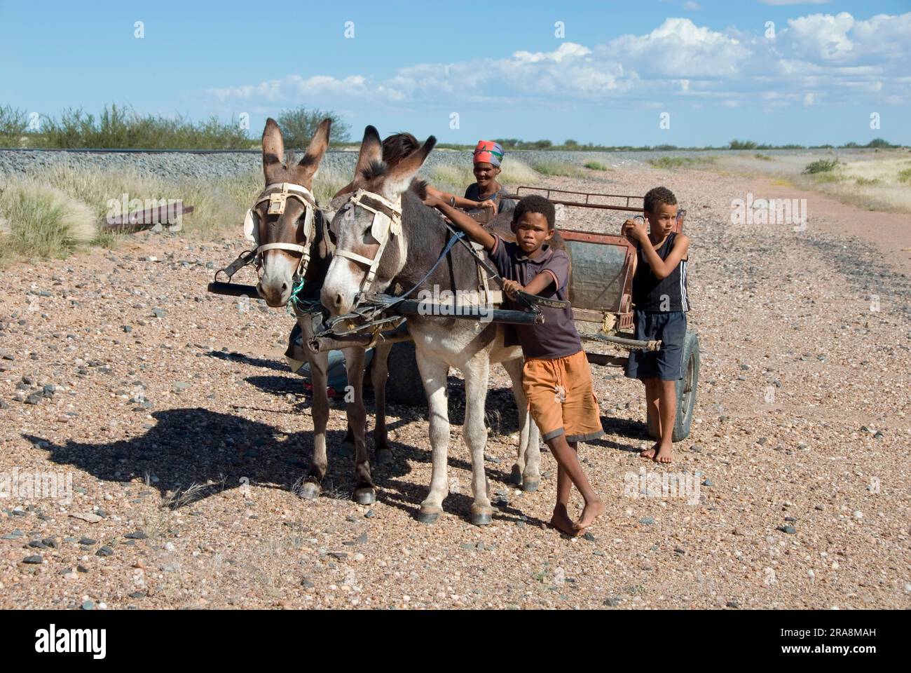 Children with donkey cart, donkey, harnessed, Kalahari, Namibia Stock ...