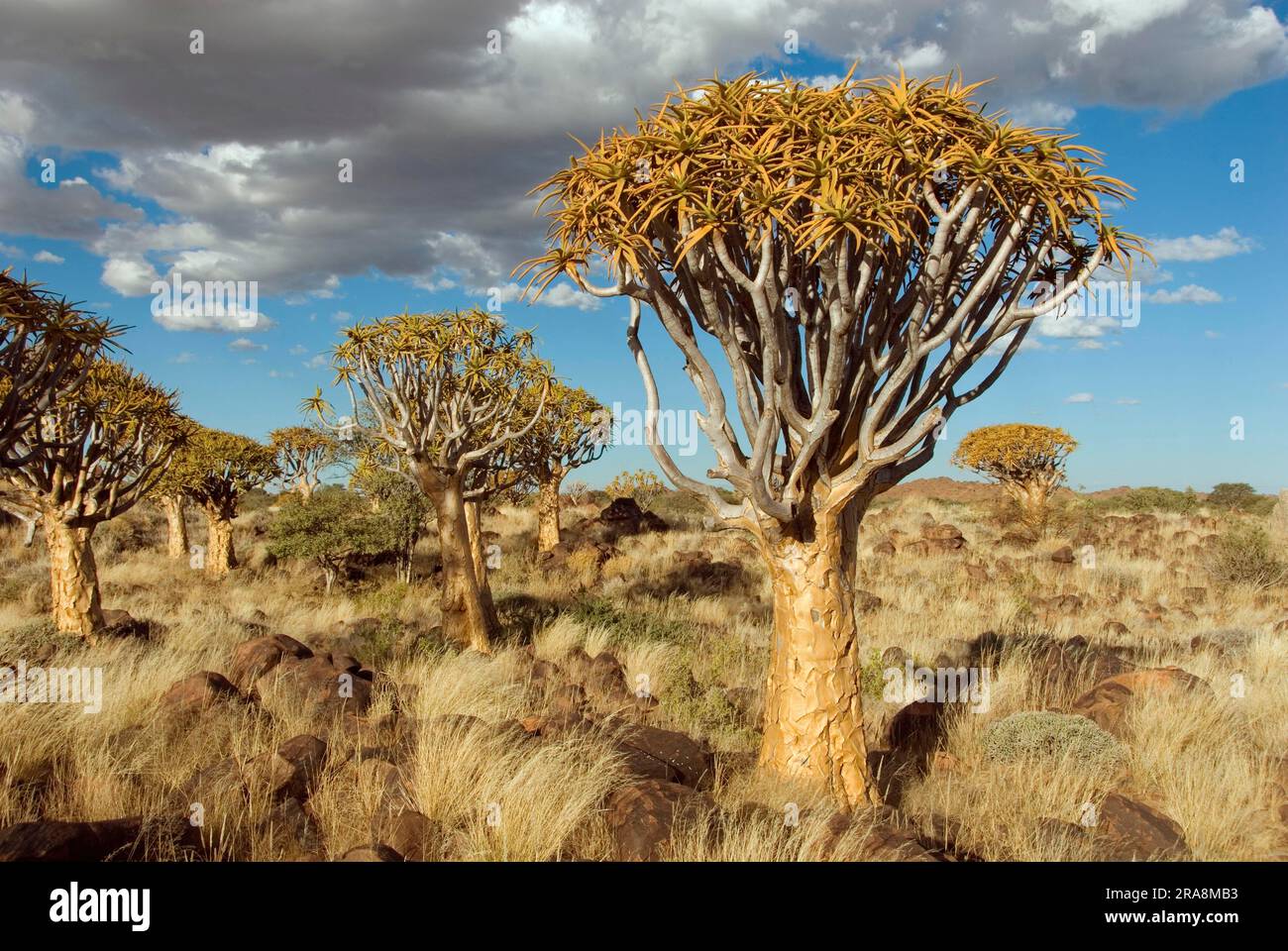 Geography quiver hi-res stock photography and images - Alamy