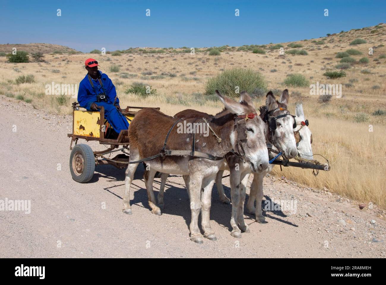 Man on donkey cart, donkey, harnessed, Namibia Stock Photo - Alamy
