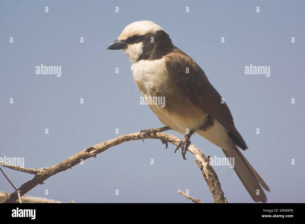 White-rumped Shrike, Samburu National Park (Eurocephalus rueppelli ...