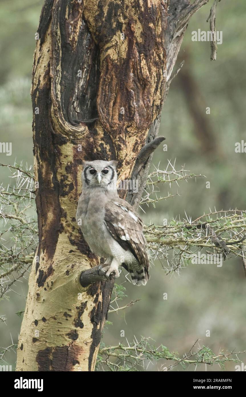 Giant Eagle Owl (Bubo lacteus), Masai Mara game reserve, Kenya Stock ...