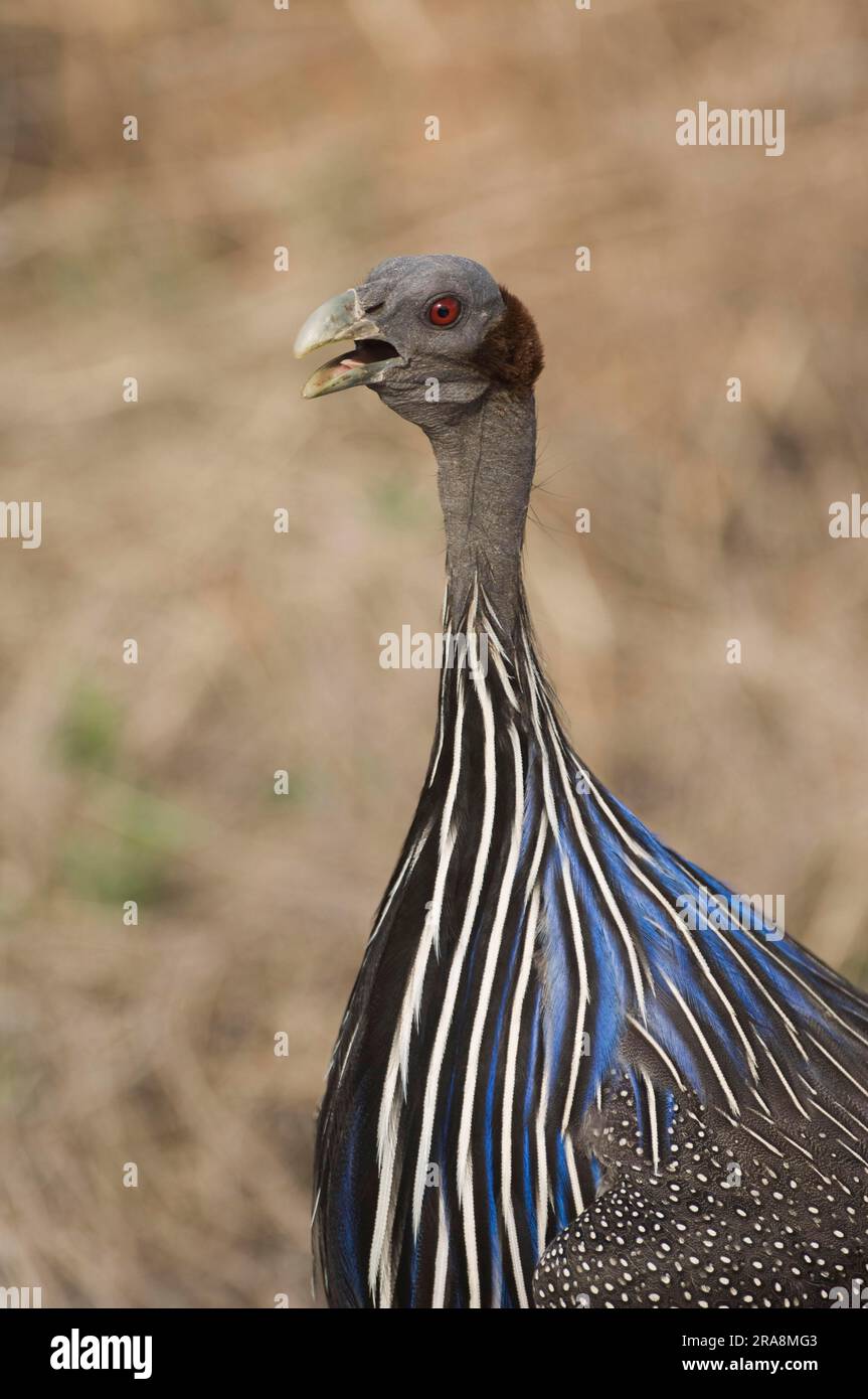 Vulturine Guineafowl (Acryllium vulturinum), Samburu national park ...