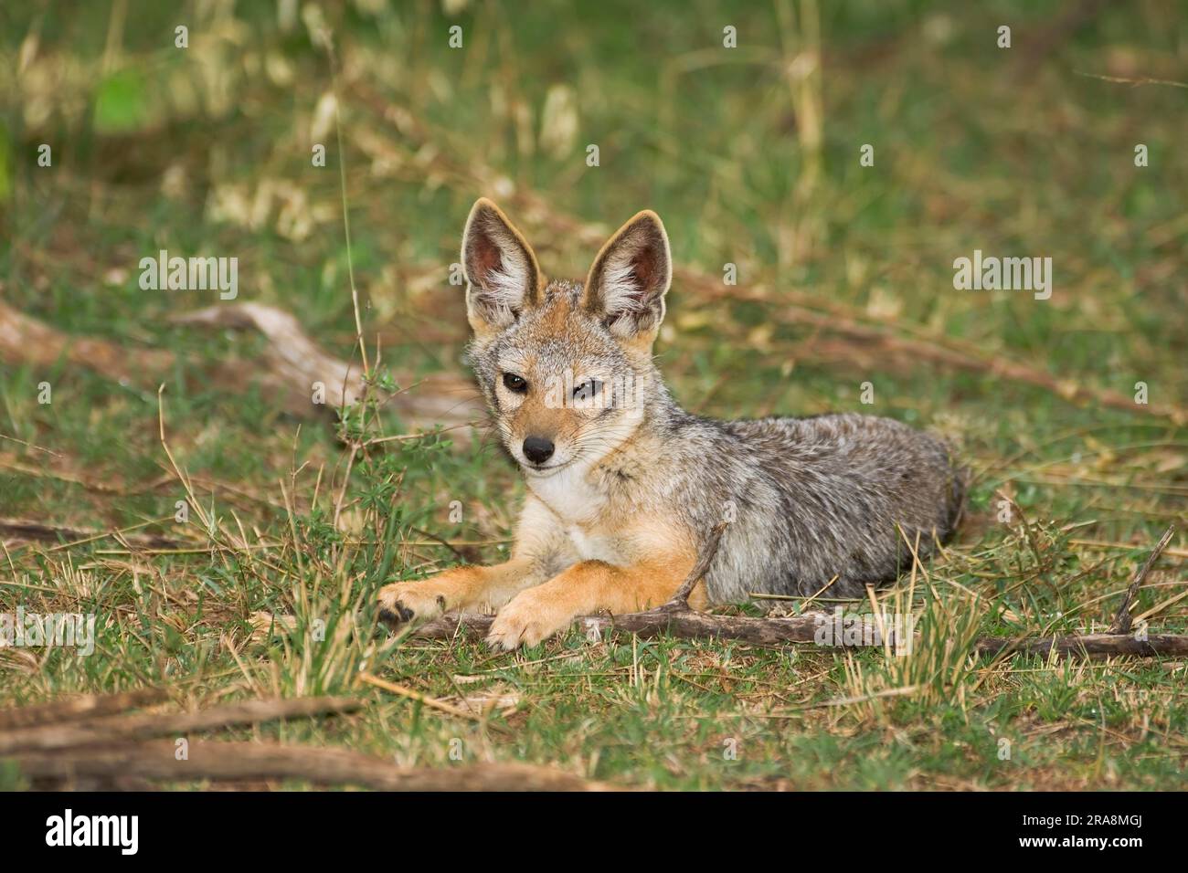 Cute Baby Jackal