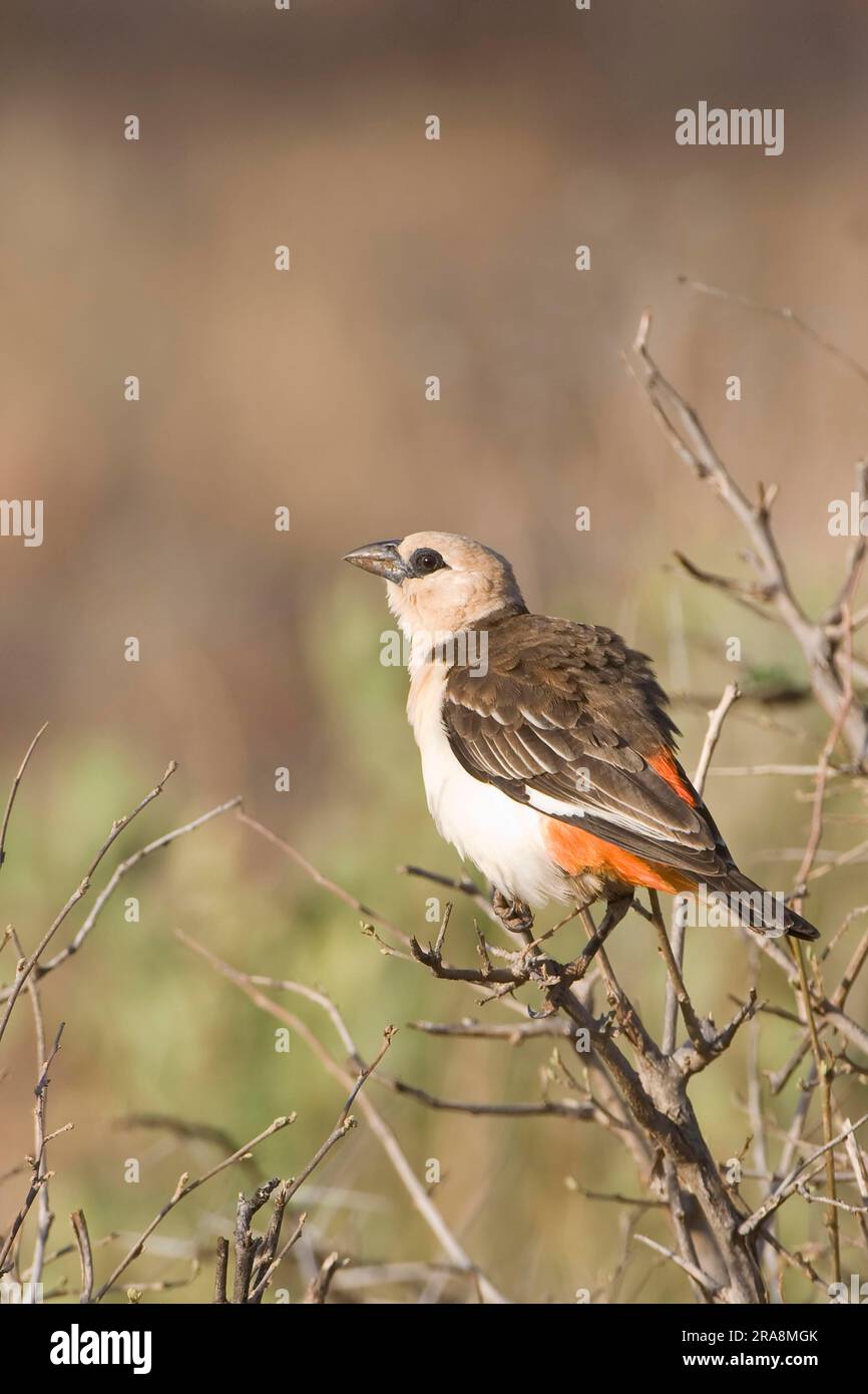 White-headed Buffalo-Weaver (Dinemellia dinemelli), Samburu national ...