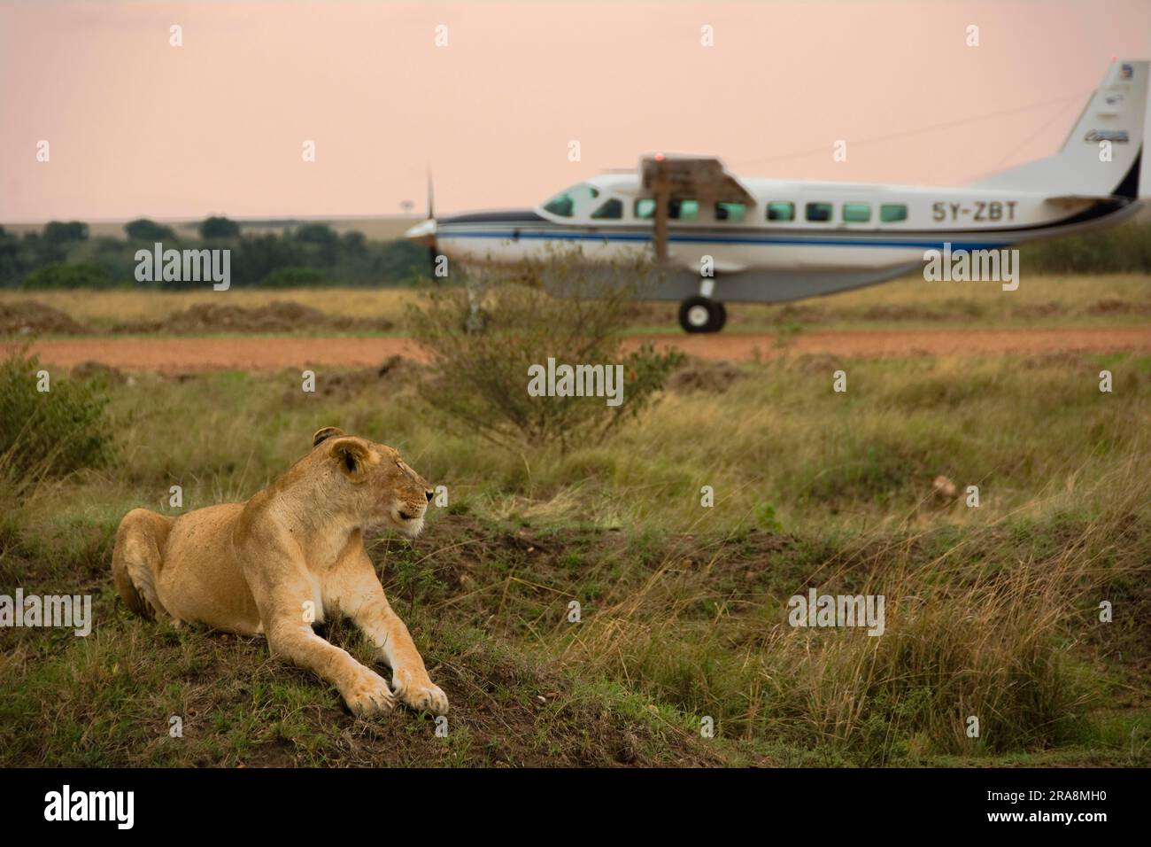 African lion (Panthera leo), lioness in front of plane, Massai Mara ...