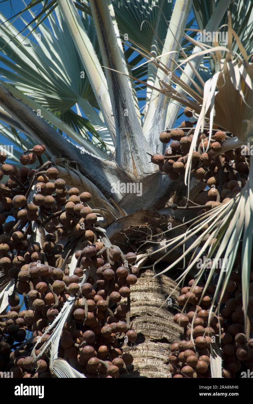 True makalani palm (Hyphaene benguellensis), Makalani, Namibia Stock ...