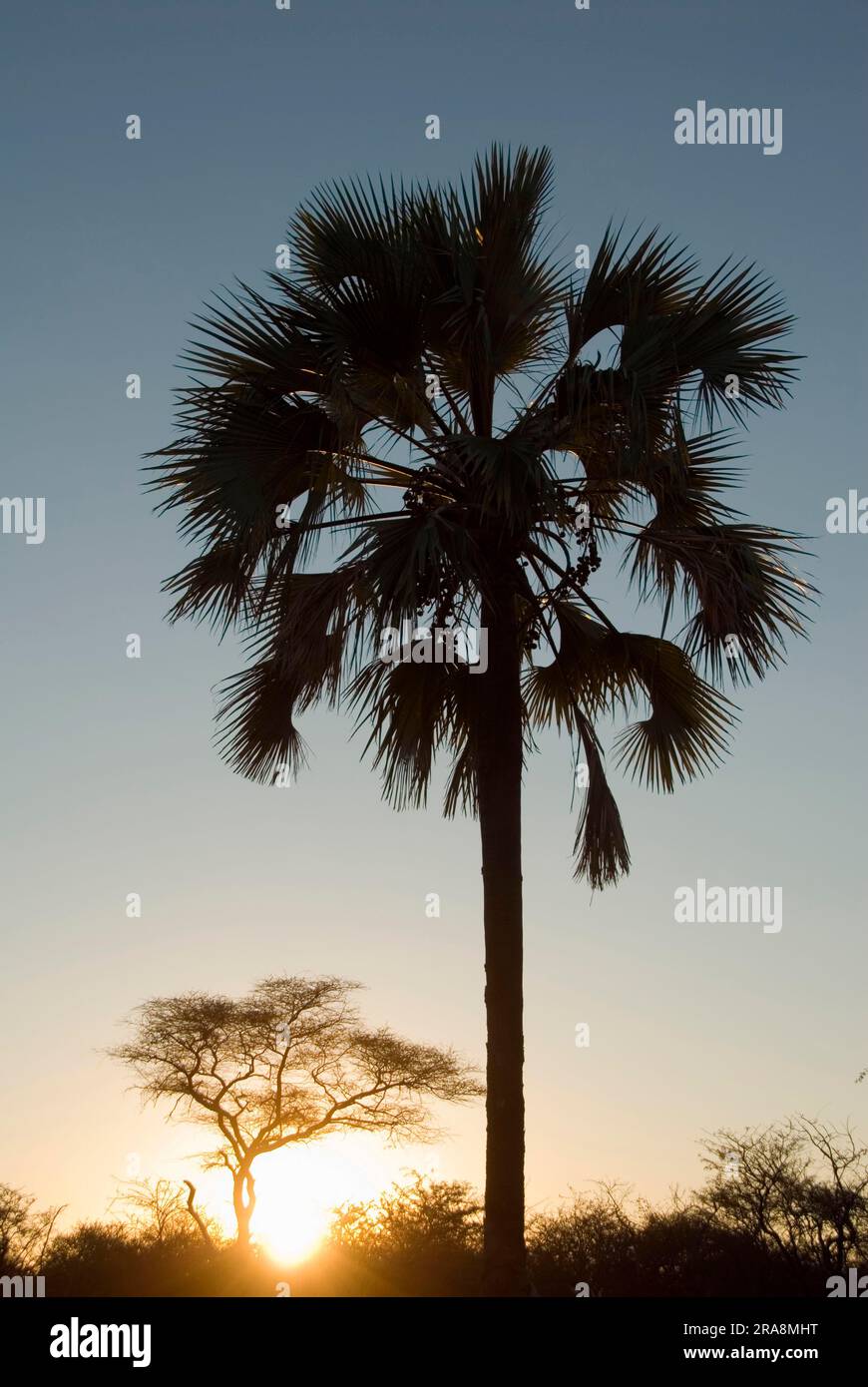 True makalani palm (Hyphaene benguellensis), Makalani, Namibia Stock ...