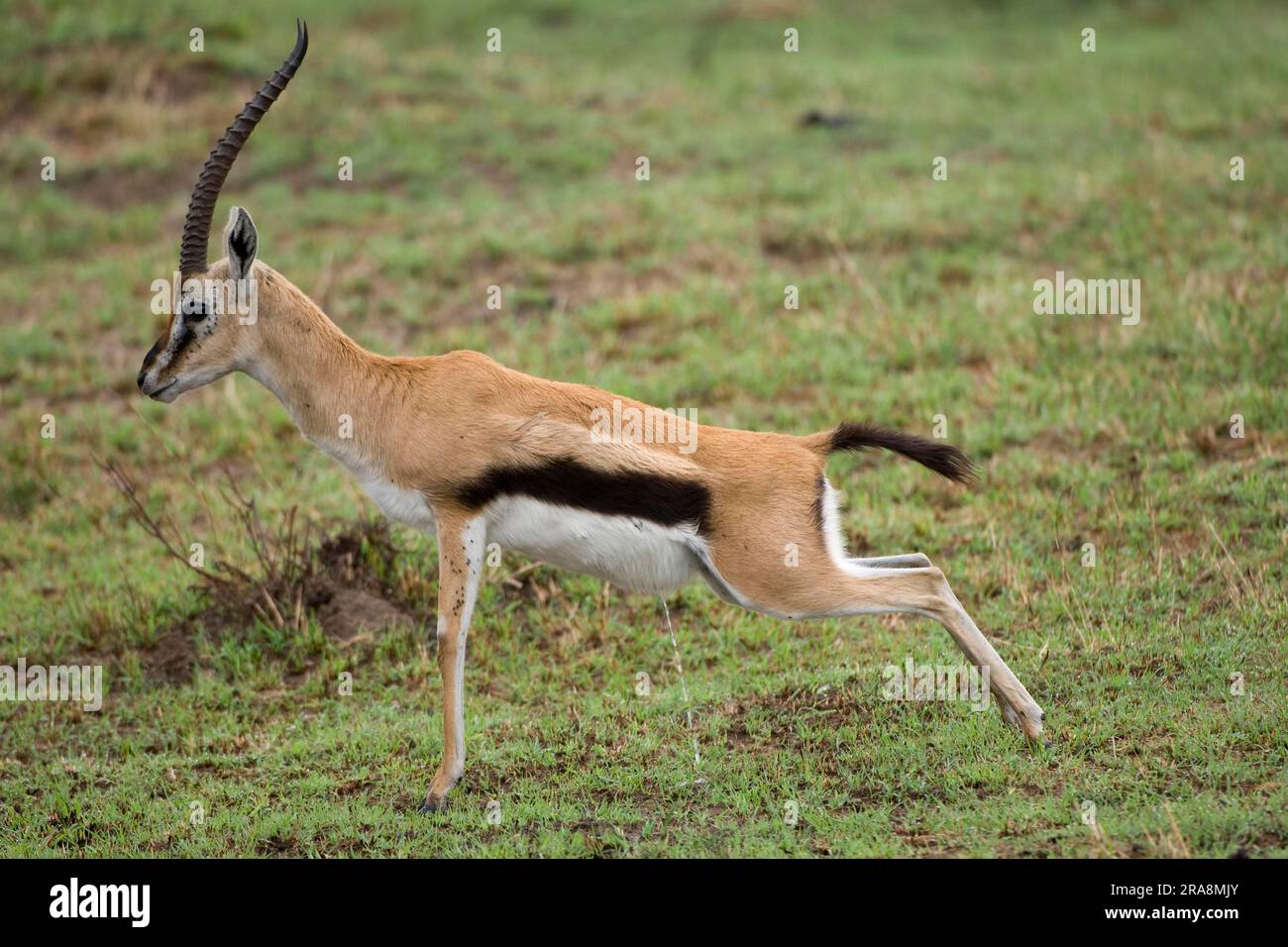 Thomson's gazelle, male, urinating, Lake Nakuru National Park (Gazella ...