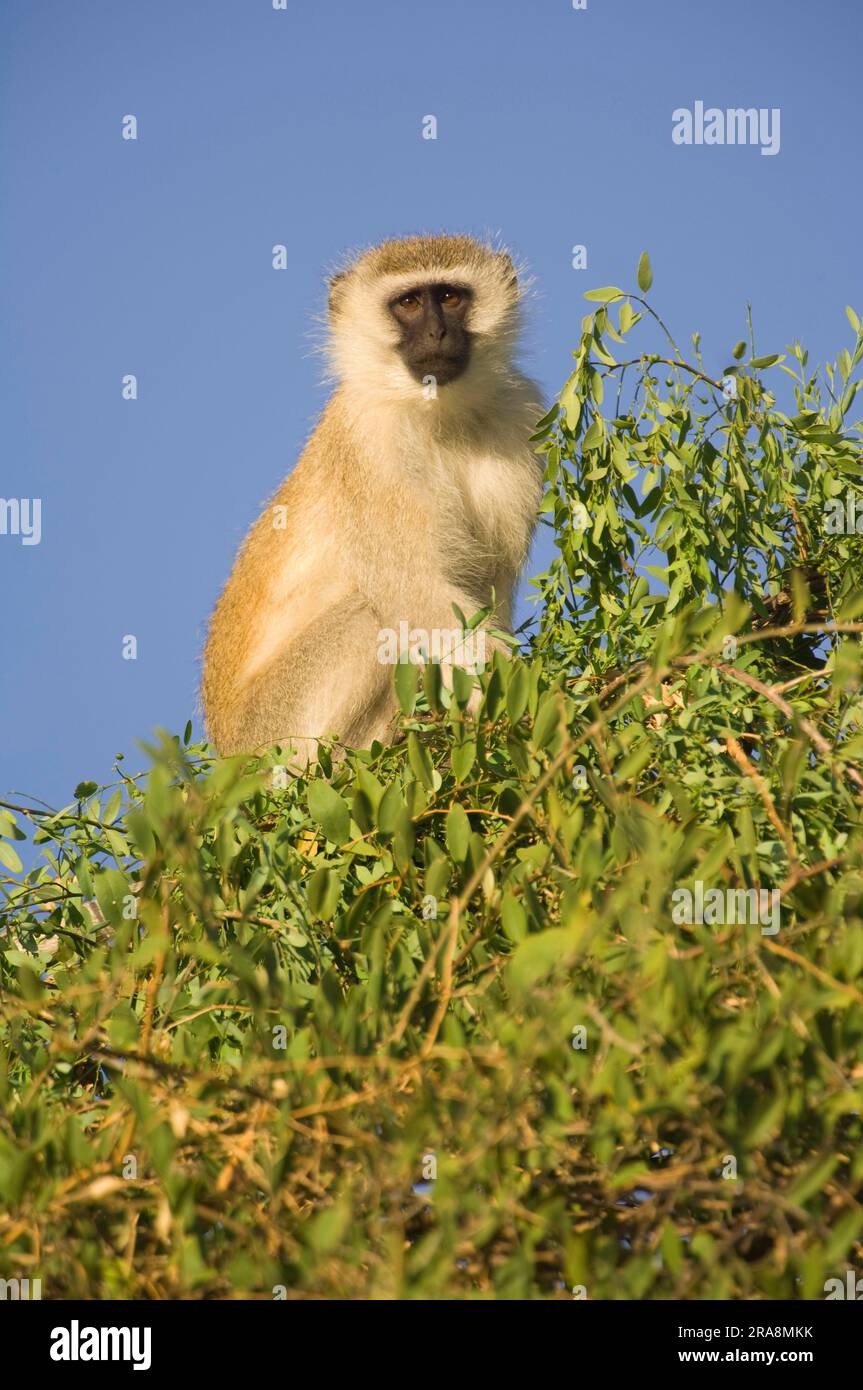 Vervet monkey (Cercopithecus aethiops), Maasai Mara Game Reserve, Kenya ...