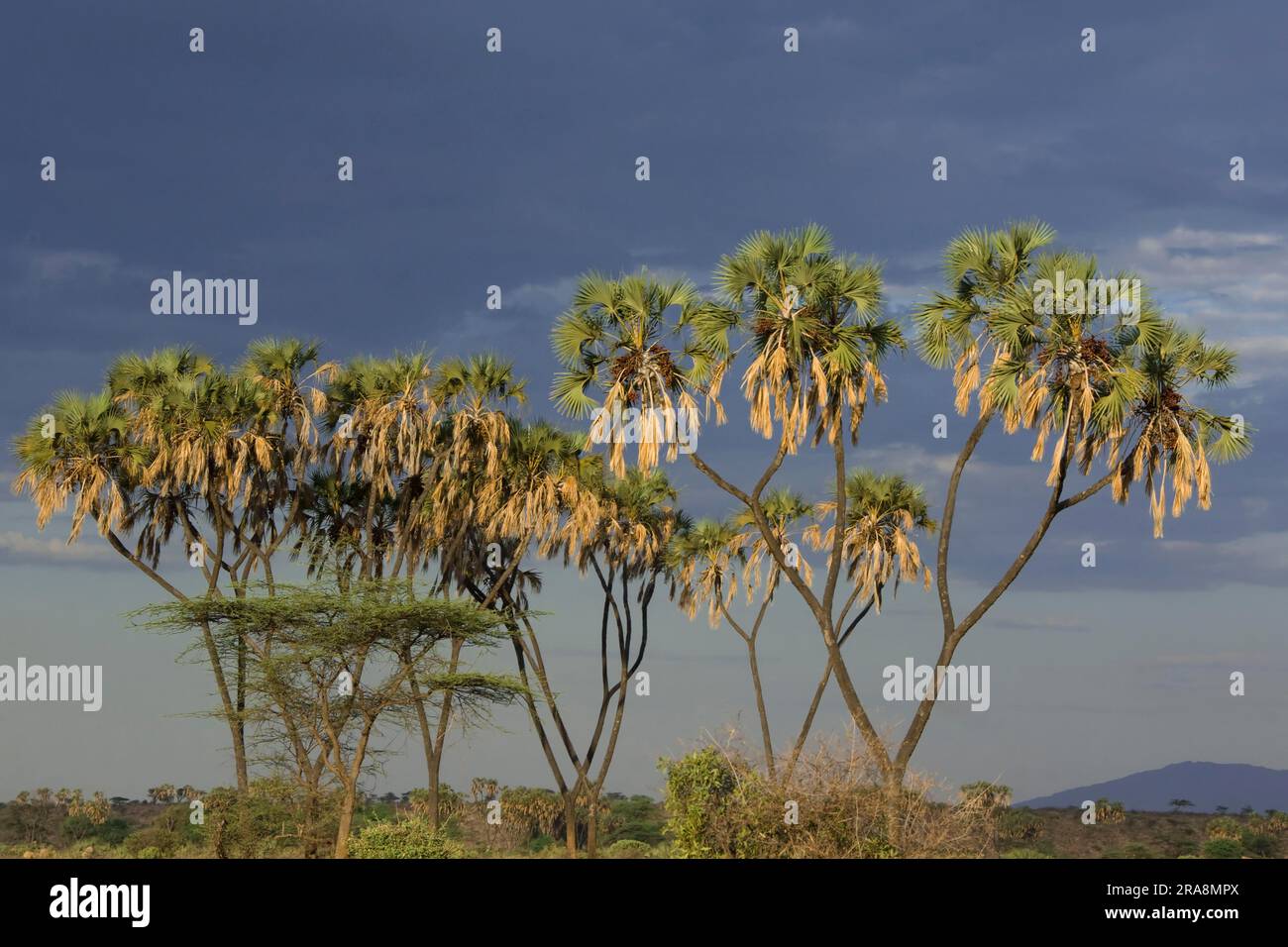Southern ilala palm (Hyphaene coriacea), Samburu National Park, Kenya ...