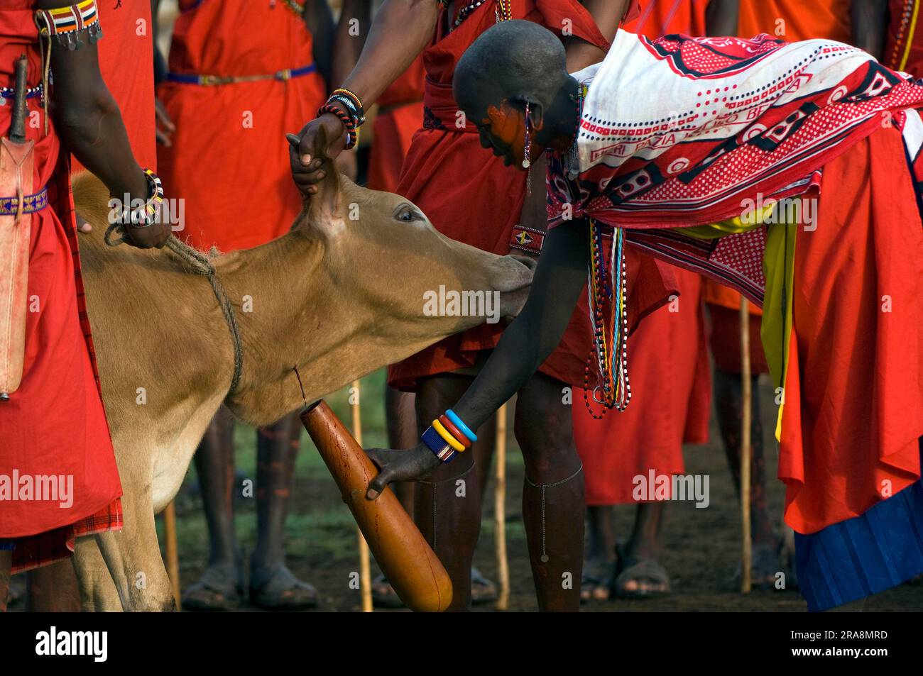 Maasai warriors bleeding a cow to extract the blood, Masai Mara, Kenya ...