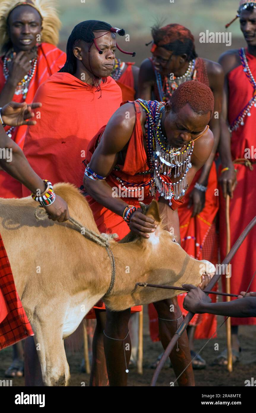 Maasai warriors bleeding a cow to extract the blood, Masai Mara, Kenya ...