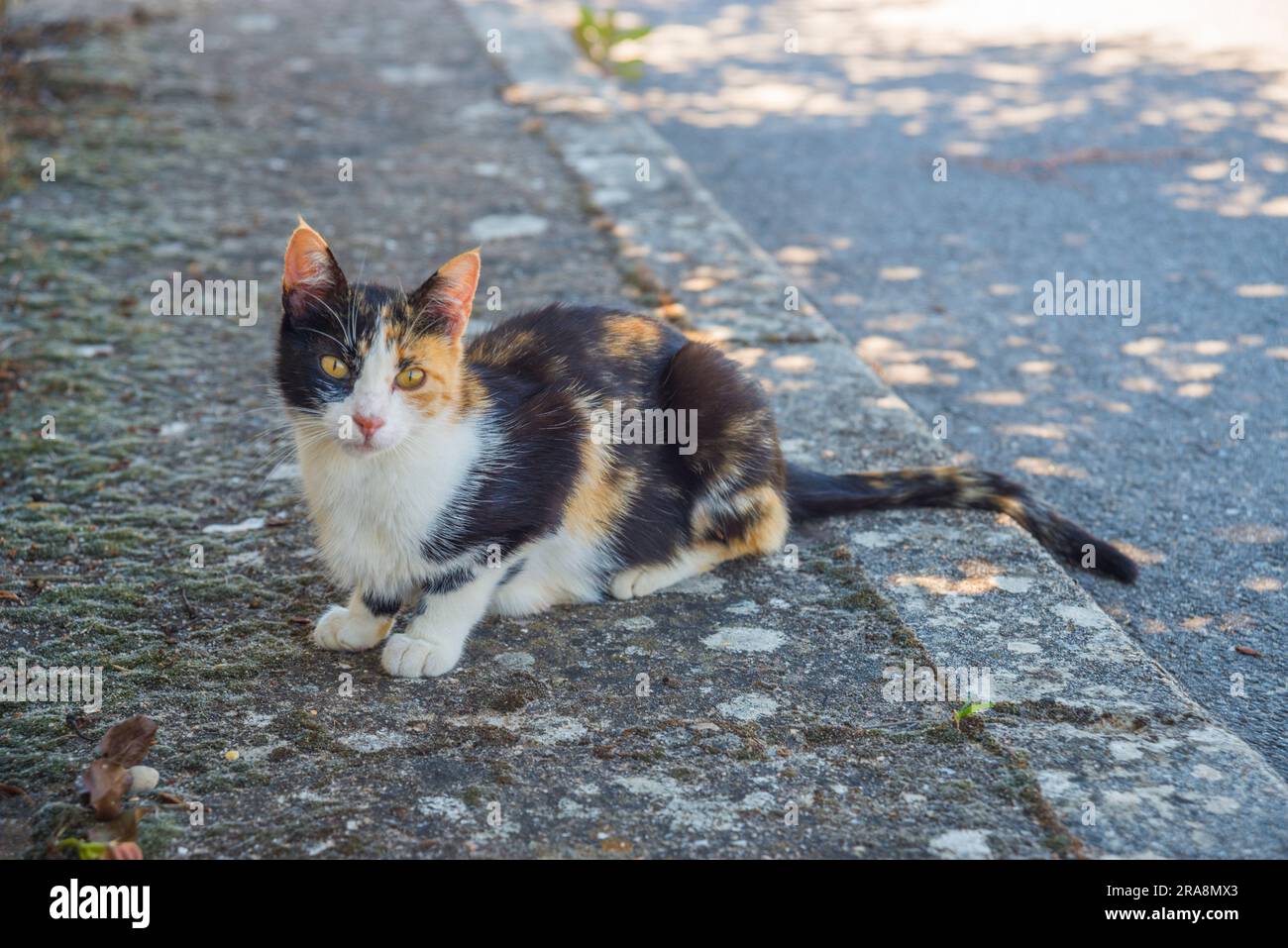 Mamífero hembra hi-res stock photography and images - Alamy