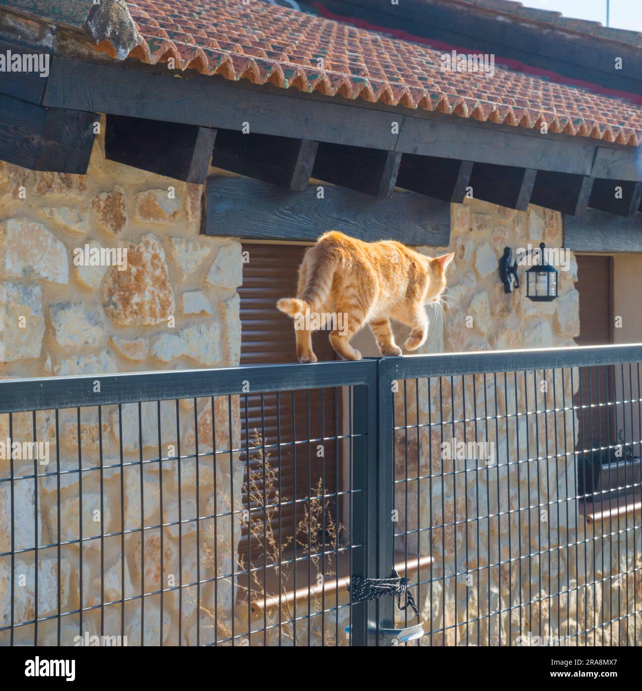 Tabby cat walking on fence hi-res stock photography and images - Alamy
