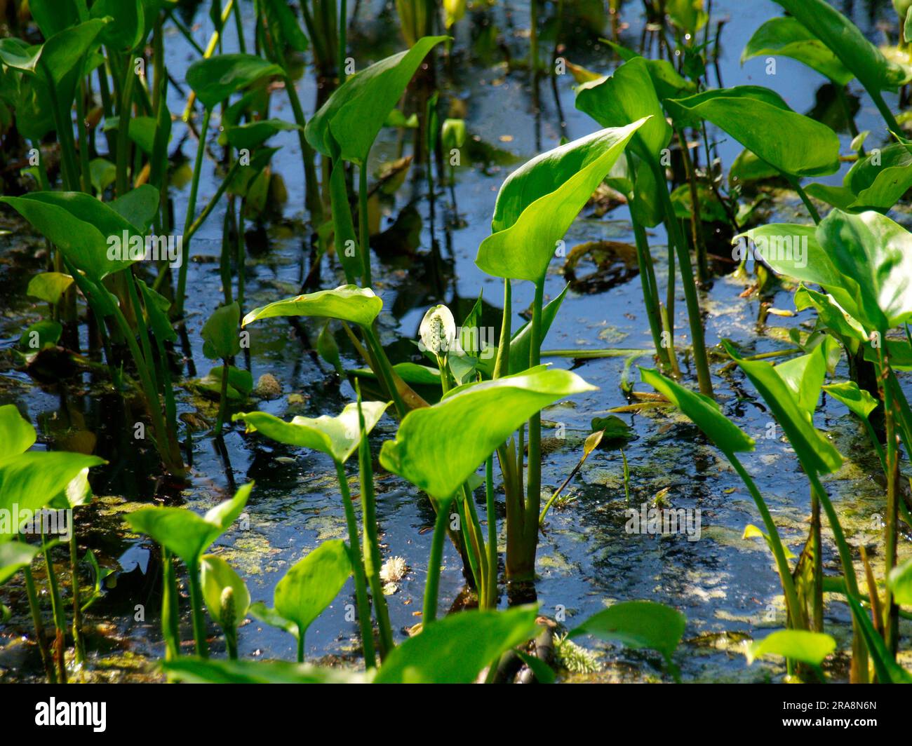 Bog arum (Calla palustris), Dragonwort, Snakeweed, Swamp Calla, Swamp ...