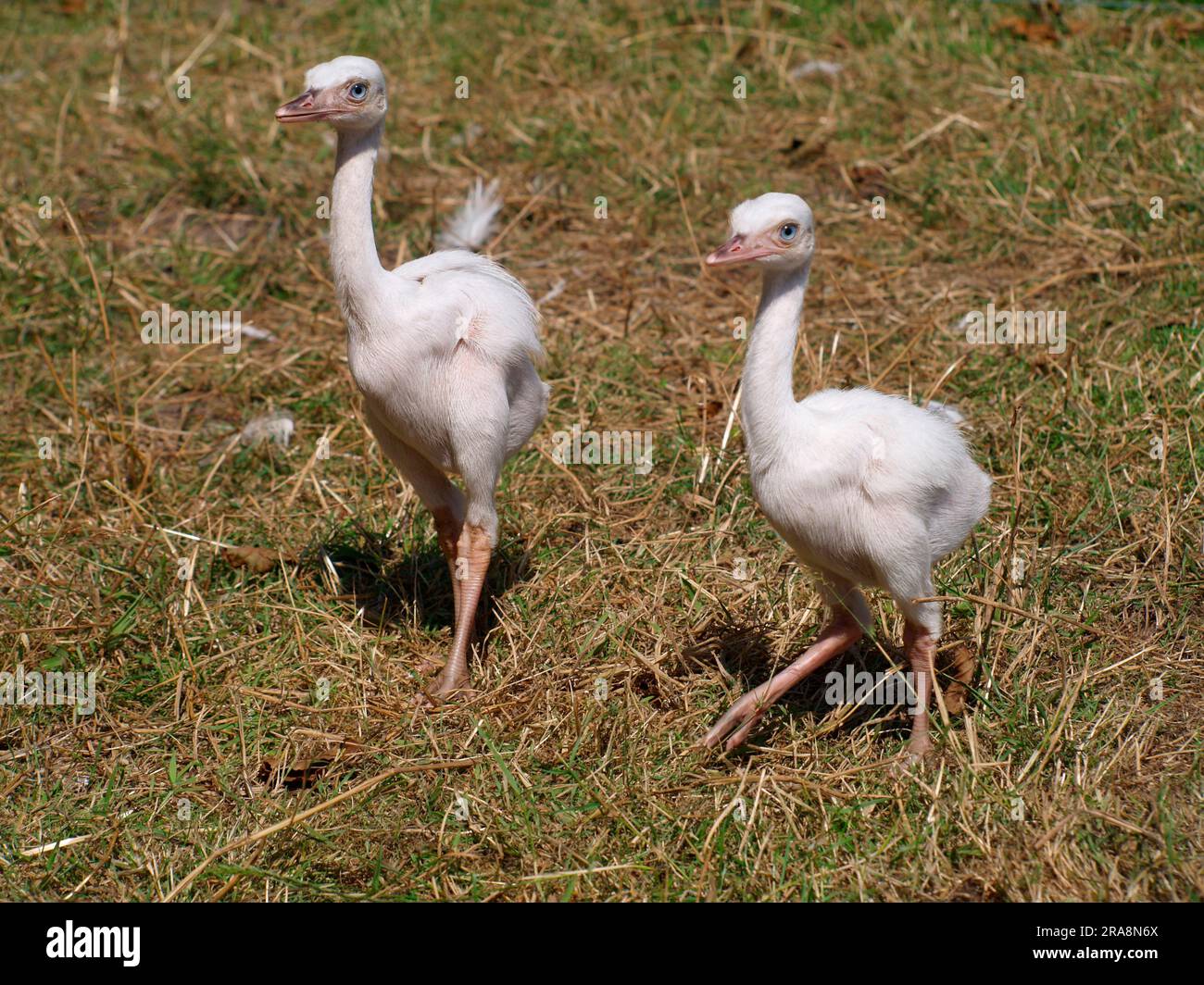 American Rhea (Rhea americana), Greater rhea Stock Photo - Alamy