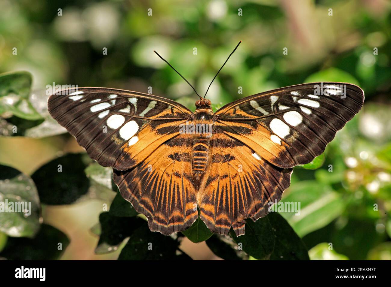 Clipper (Parthenos sylvia violacea), Malay blue, Malaysia Stock Photo ...