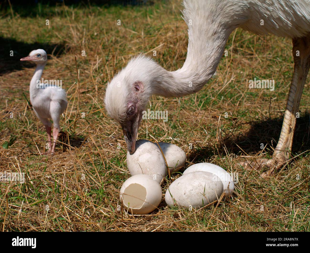 Rhea chicks hi-res stock photography and images - Alamy