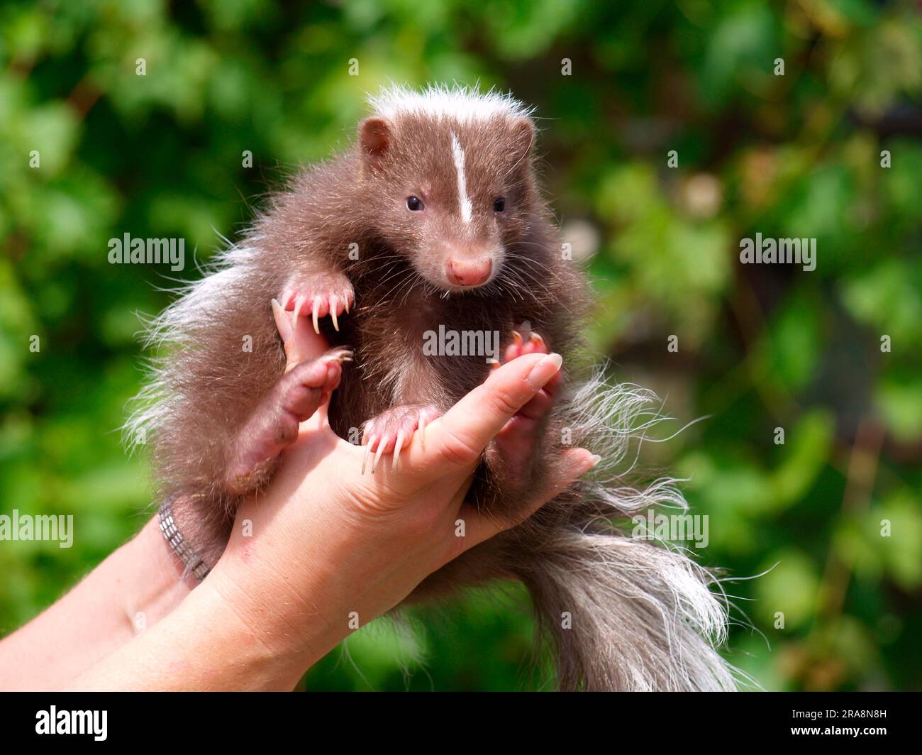 Striped skunk (Mephitis mephitis), juvenile Stock Photo - Alamy