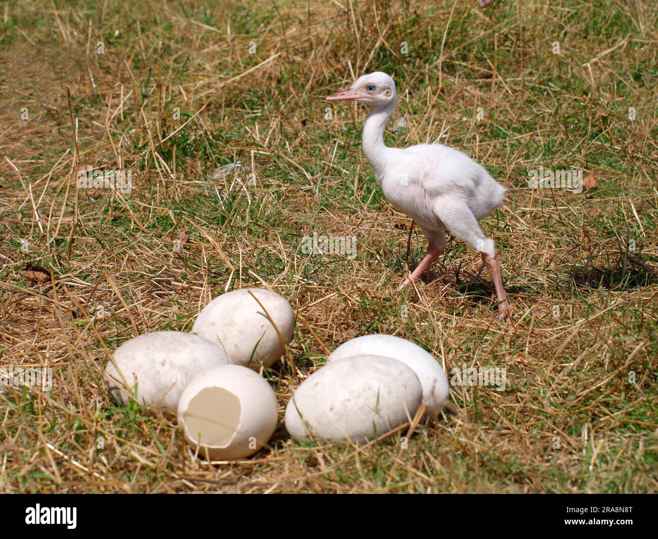 Nandu, white chick and Greater rhea (Rhea americana Stock Photo - Alamy