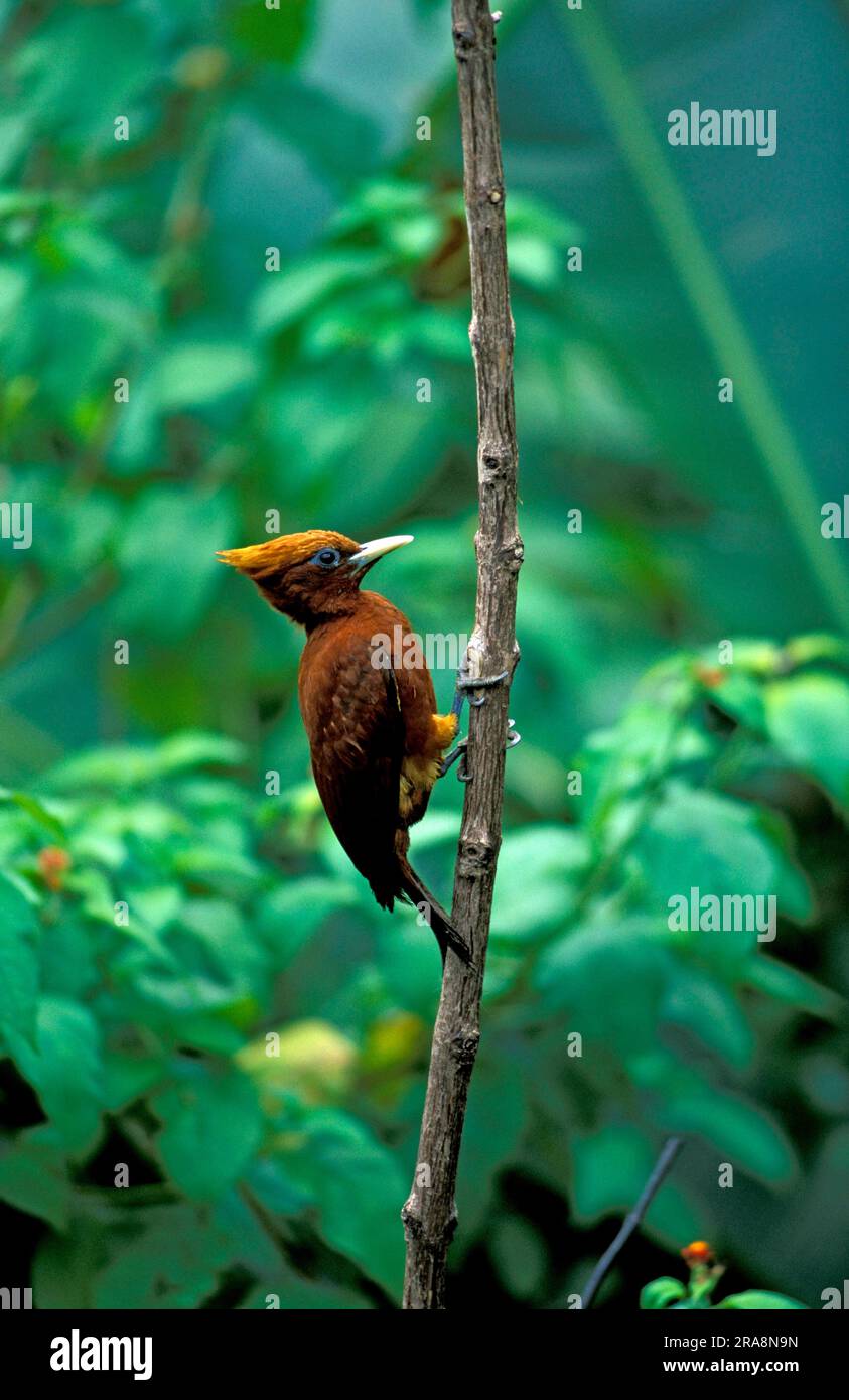 Chestnut woodpecker (Celeus elegans), Asa Wright Nature Centre ...