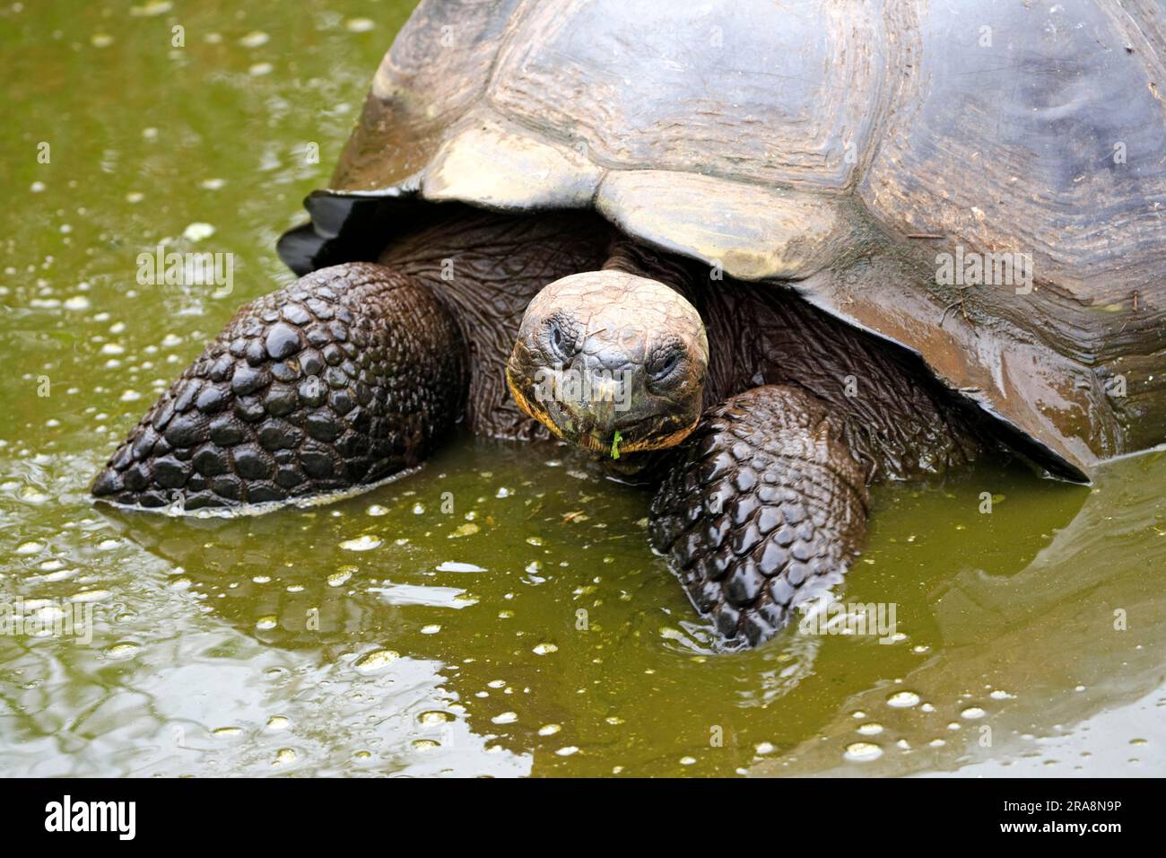 Galapagos Giant Tortoise (Geochelone nigra), Galapagos Islands, Ecuador ...