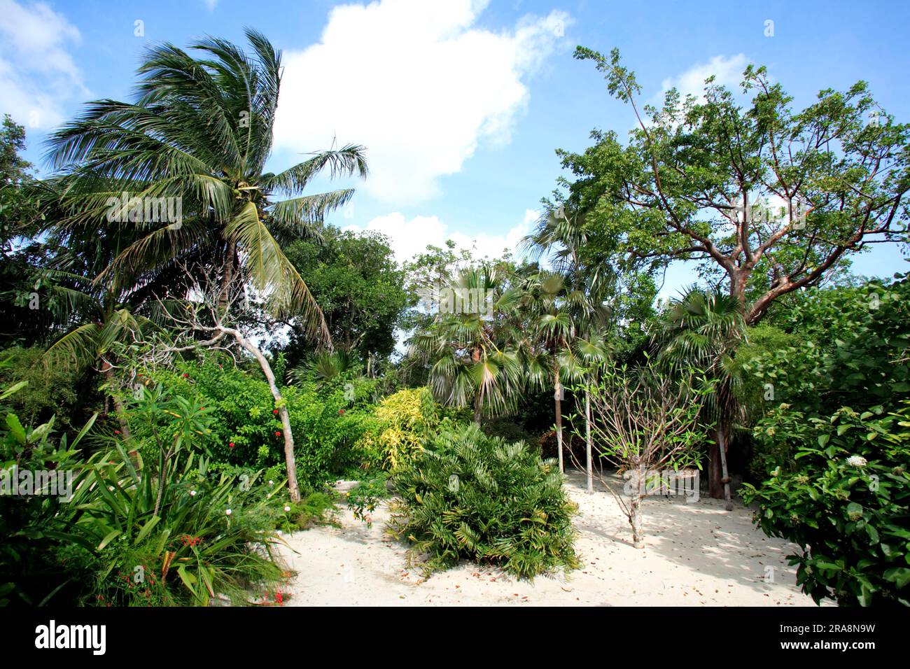 Garden, Grand Cayman, Cayman Islands, tropical vegetation Stock Photo ...