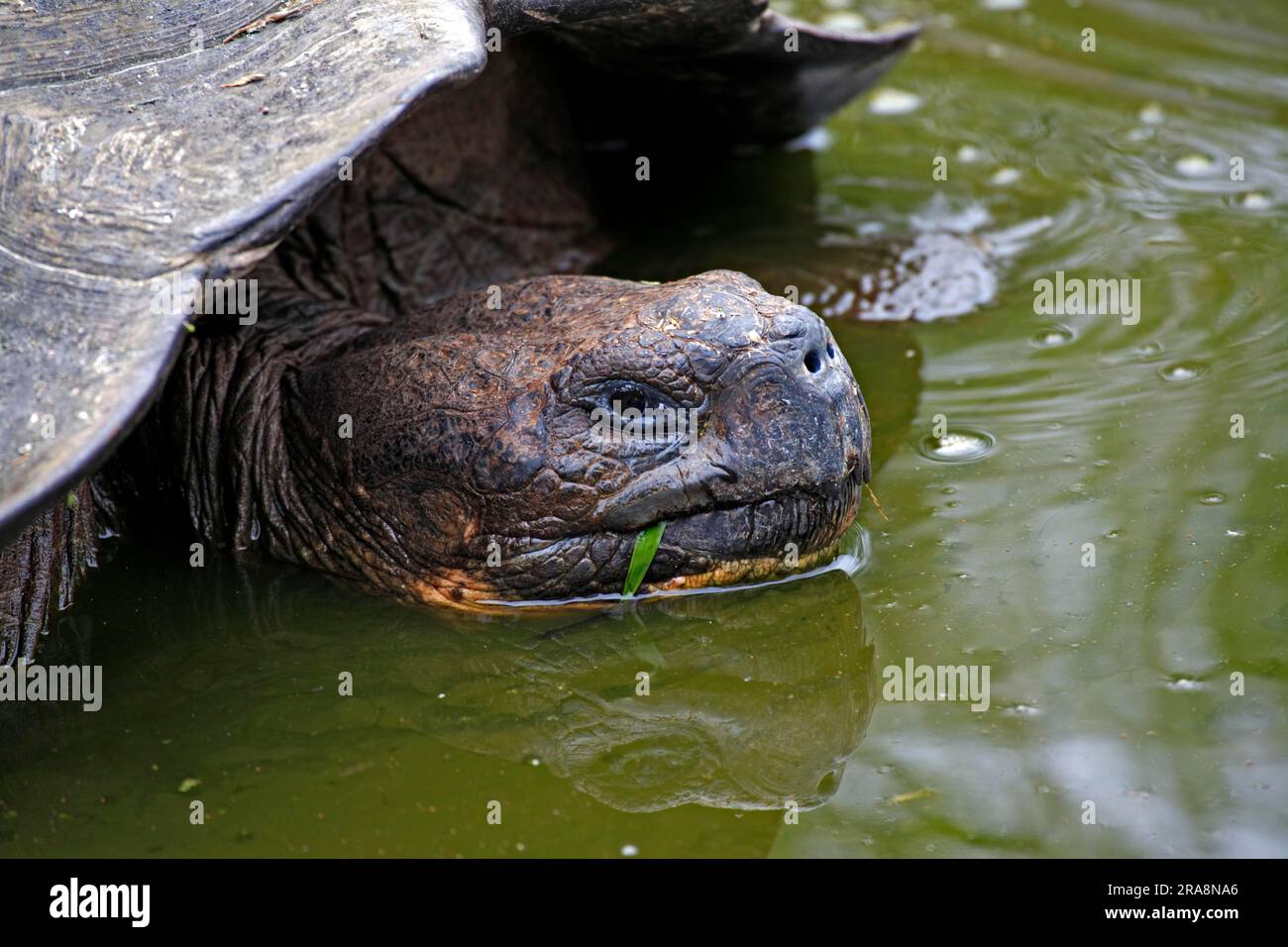 Galapagos Giant Tortoise (Geochelone nigra), Galapagos Islands, Ecuador ...