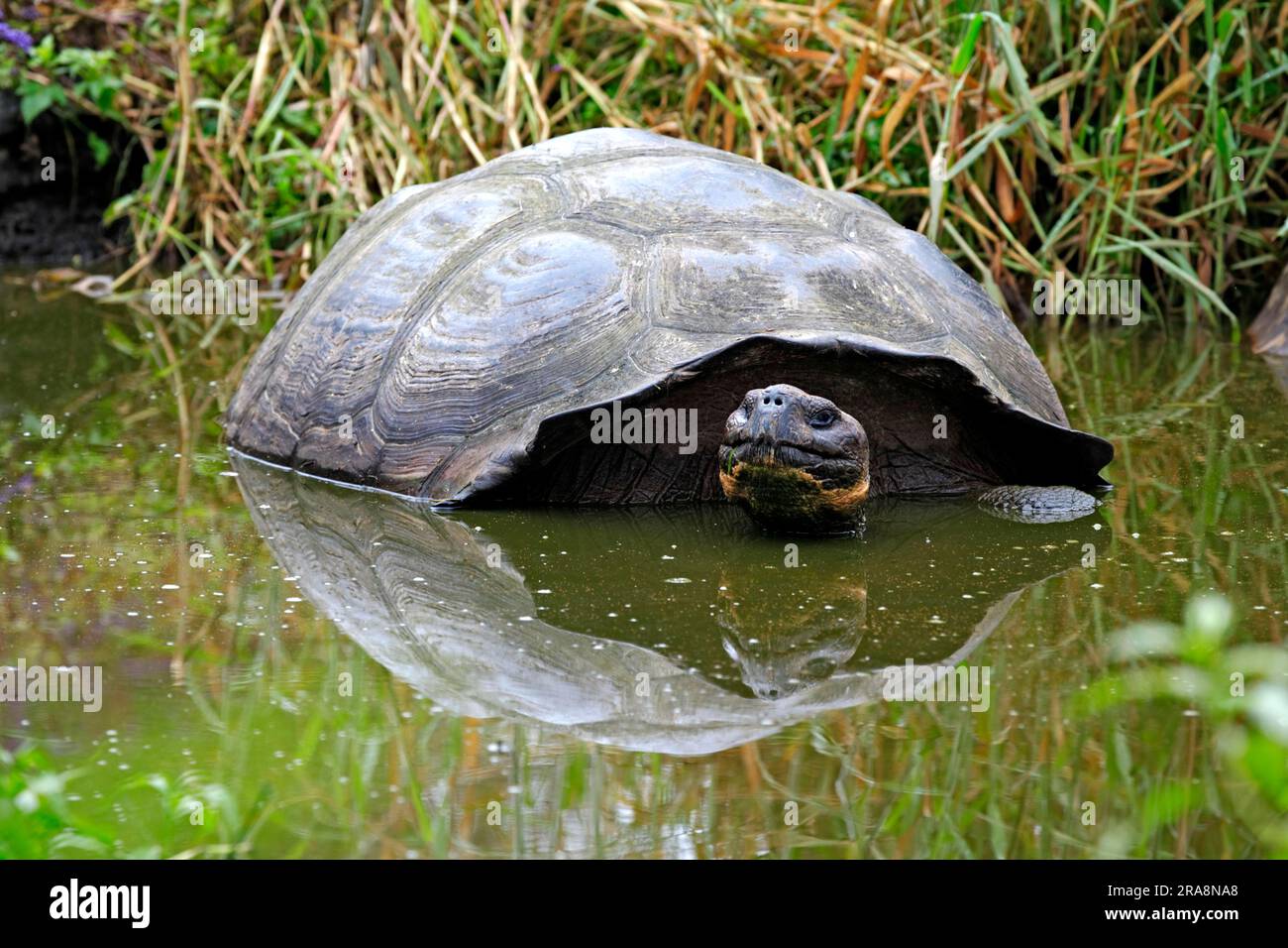 Galapagos Giant Tortoise (Geochelone nigra), Galapagos Islands, Ecuador ...