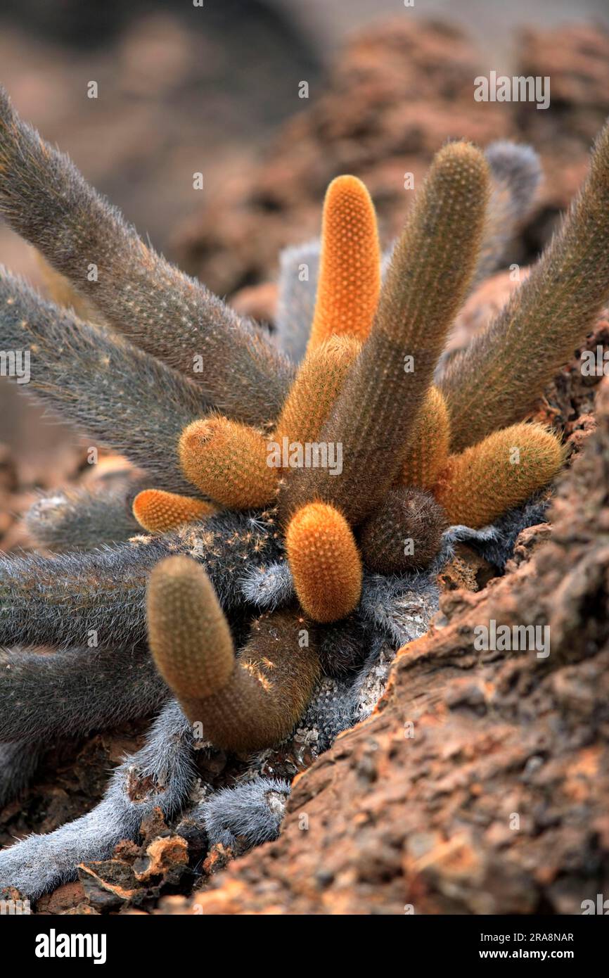 Lava cactus (Brachycereus nesioticus), Galapagos Islands, Ecuador Stock ...