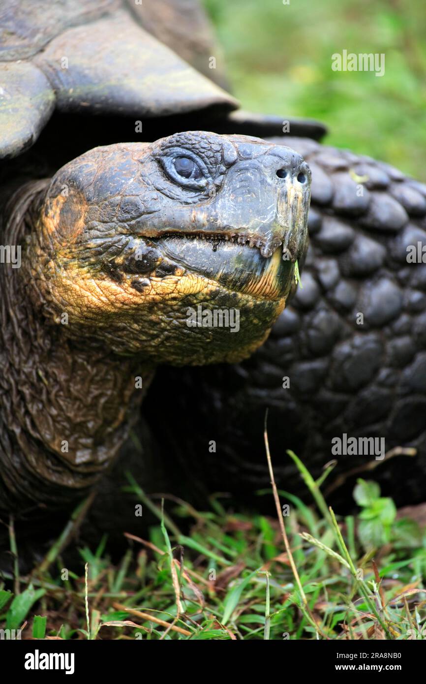 Galapagos Giant Tortoise (Geochelone nigra), Galapagos Islands, Ecuador ...