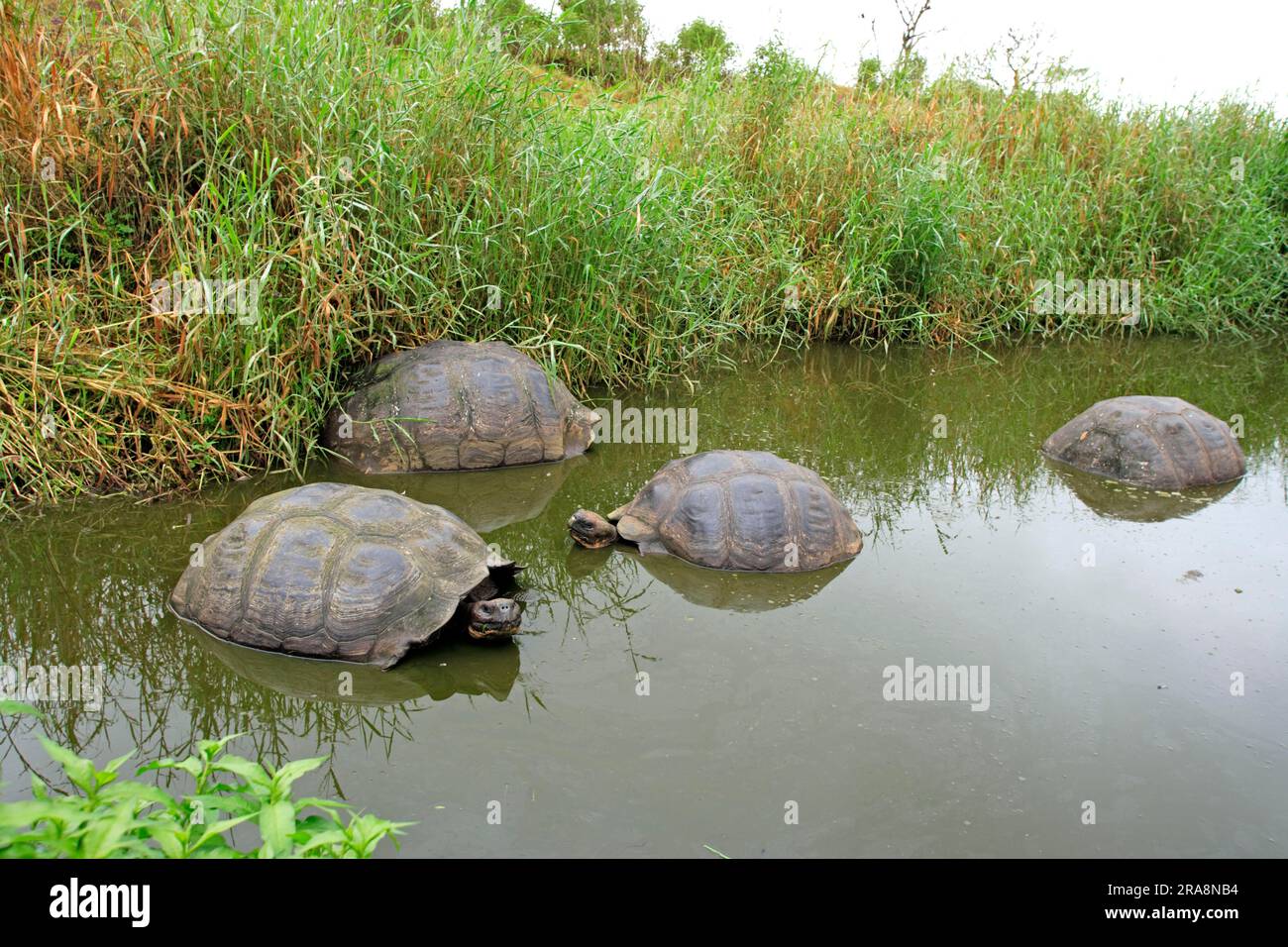 Galapagos Giant Tortoises (Geochelone nigra), Galapagos Islands ...